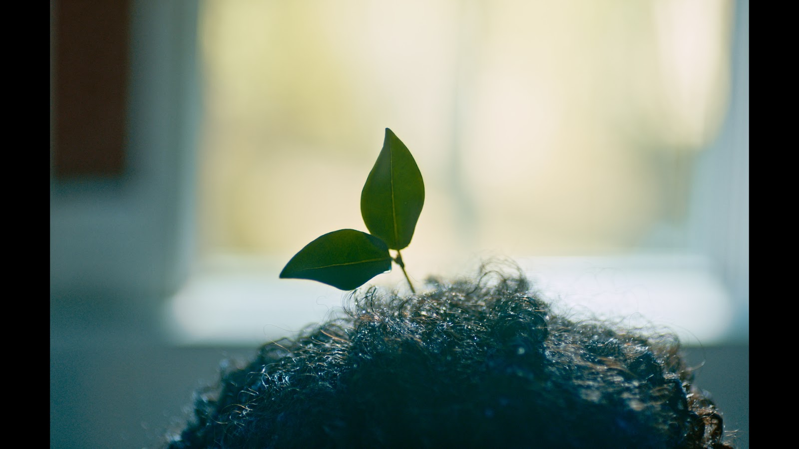 November 16th, 2024 – Monthly Film Festival | InFocus: Indigenous ...